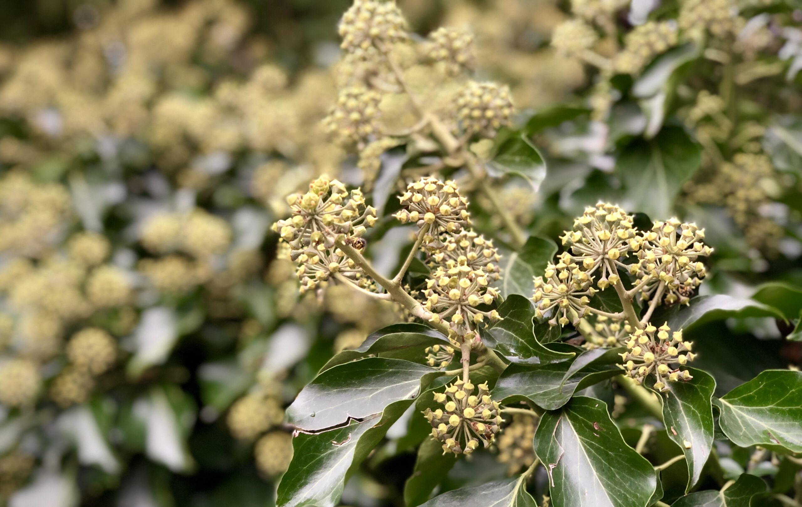 When Death Comes Suddenly – Grief Stories