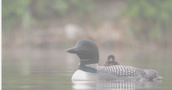 Enfranchising Grief: Grief Stories Releases Children’s Grief and Loss ...